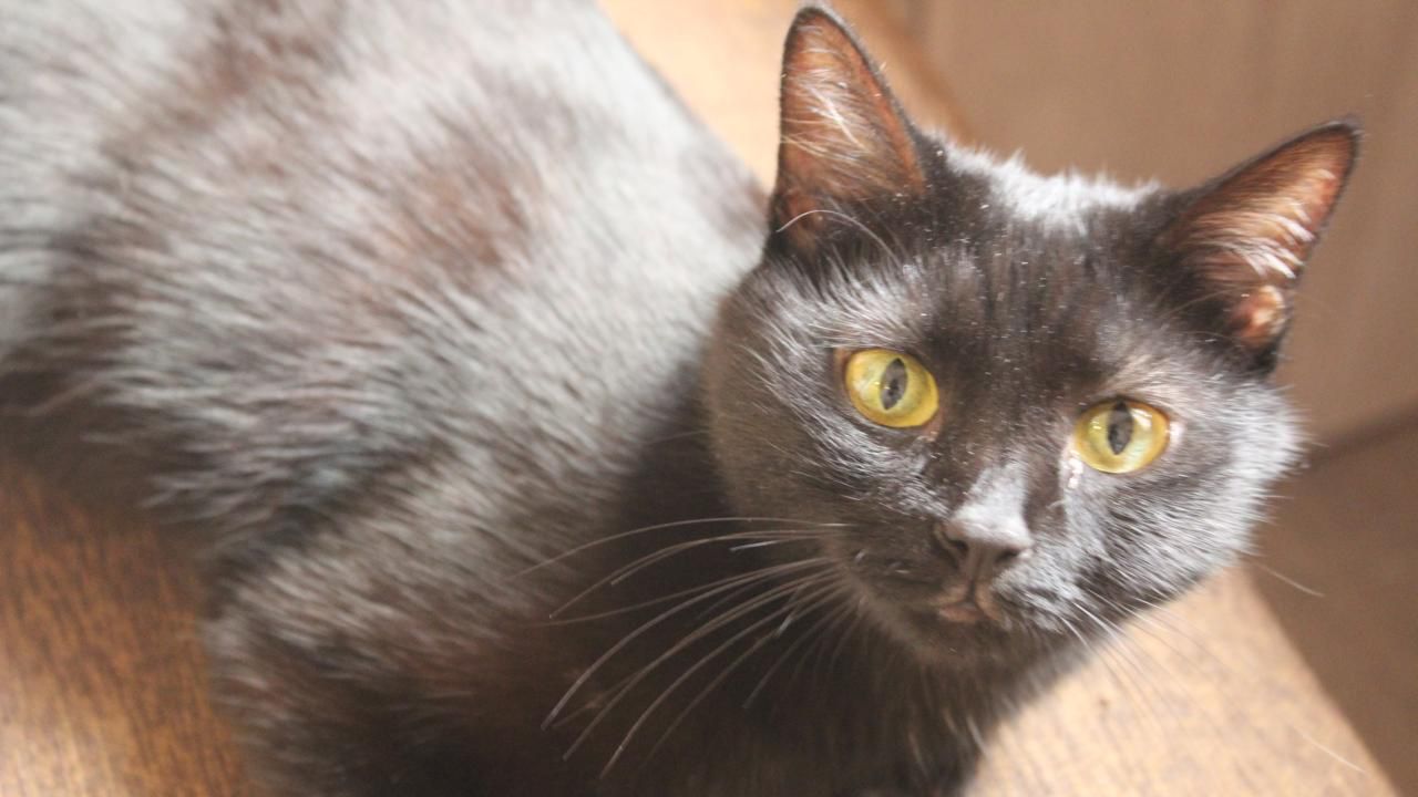 Scientist Claims Cats Are Perfect Animals